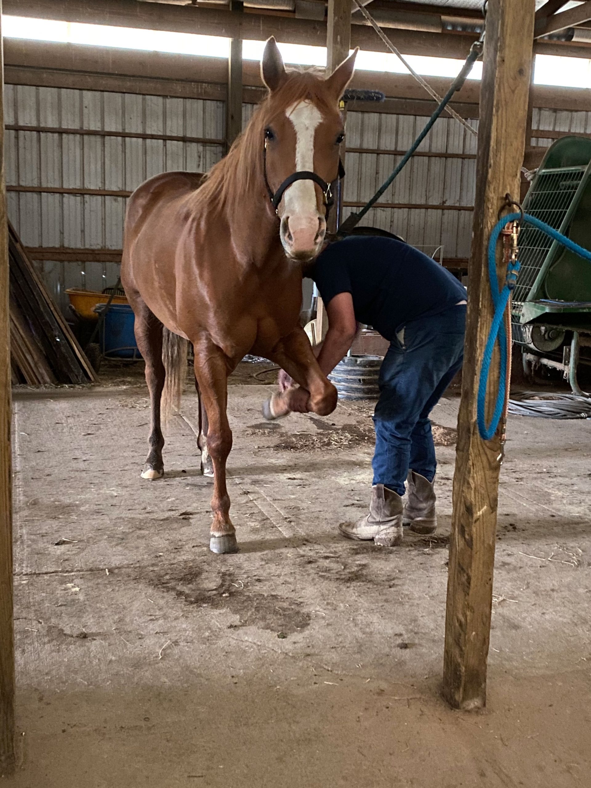 Basic Grooming – Tita Equestrian Shop